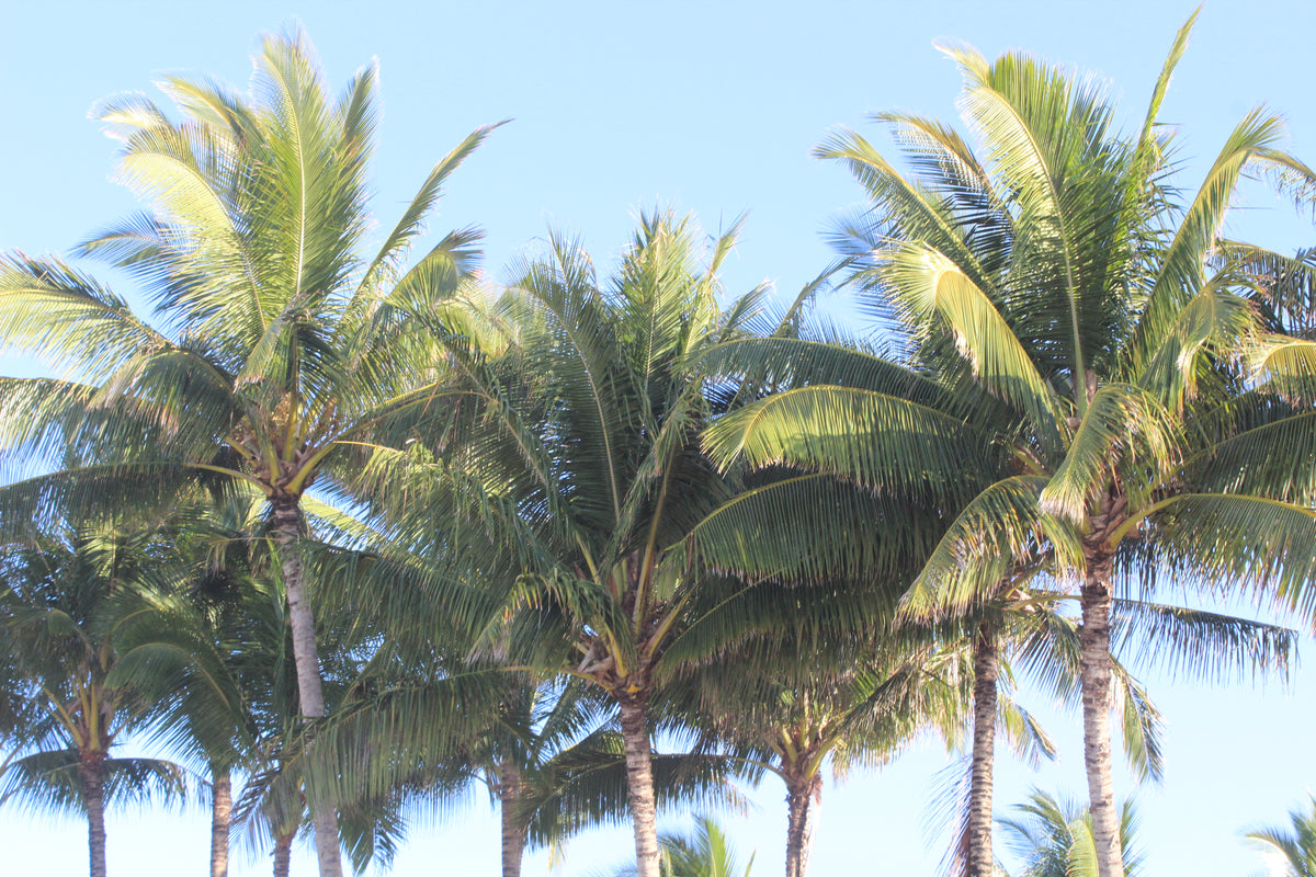 Palm Tree – Shaka Life Beach Art